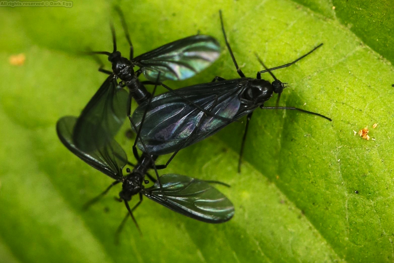 鹤眼蕈蚊 Sciara hemerobioides